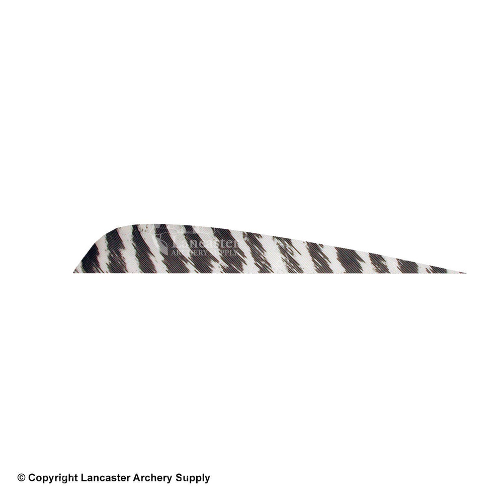 Gateway 5" Parabolic Barred Feather – Lancaster Archery Supply