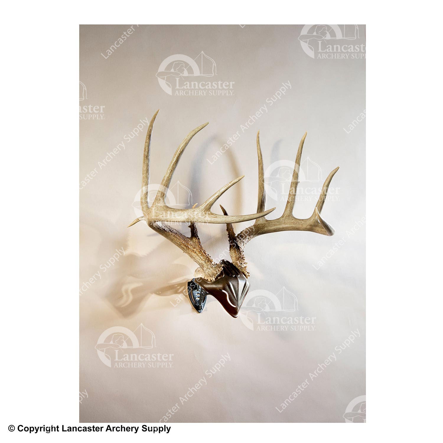 moose skull cap mount